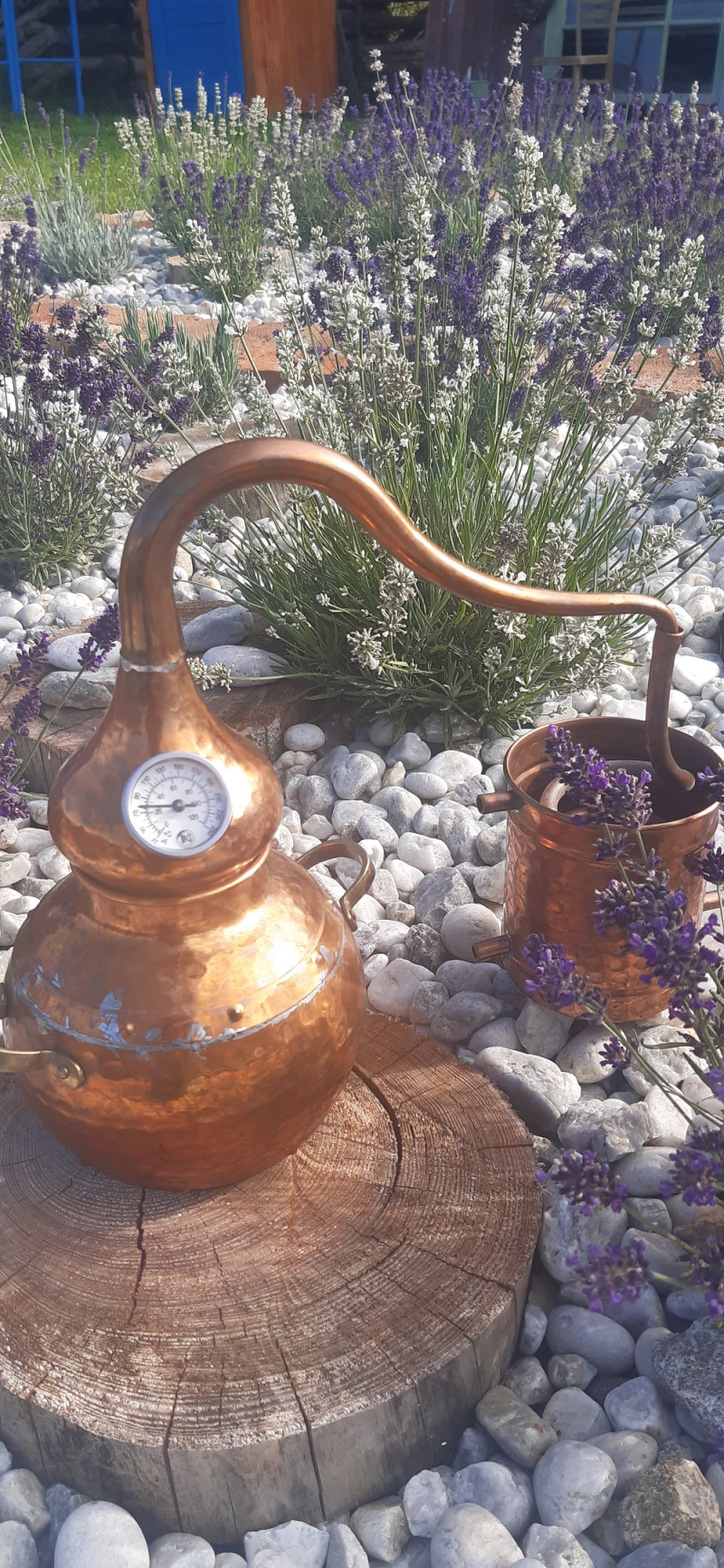 Destilace levandule - Šumavská levandule